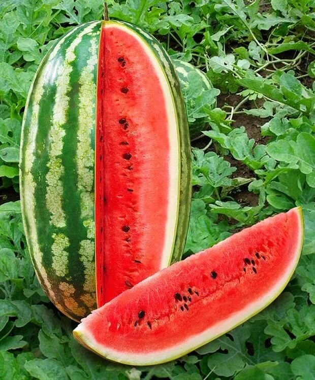 Семена Арбуза "Волжанин", 10 шт. семян