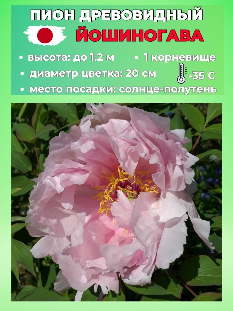 Пион древовидный корневище, 1 штука