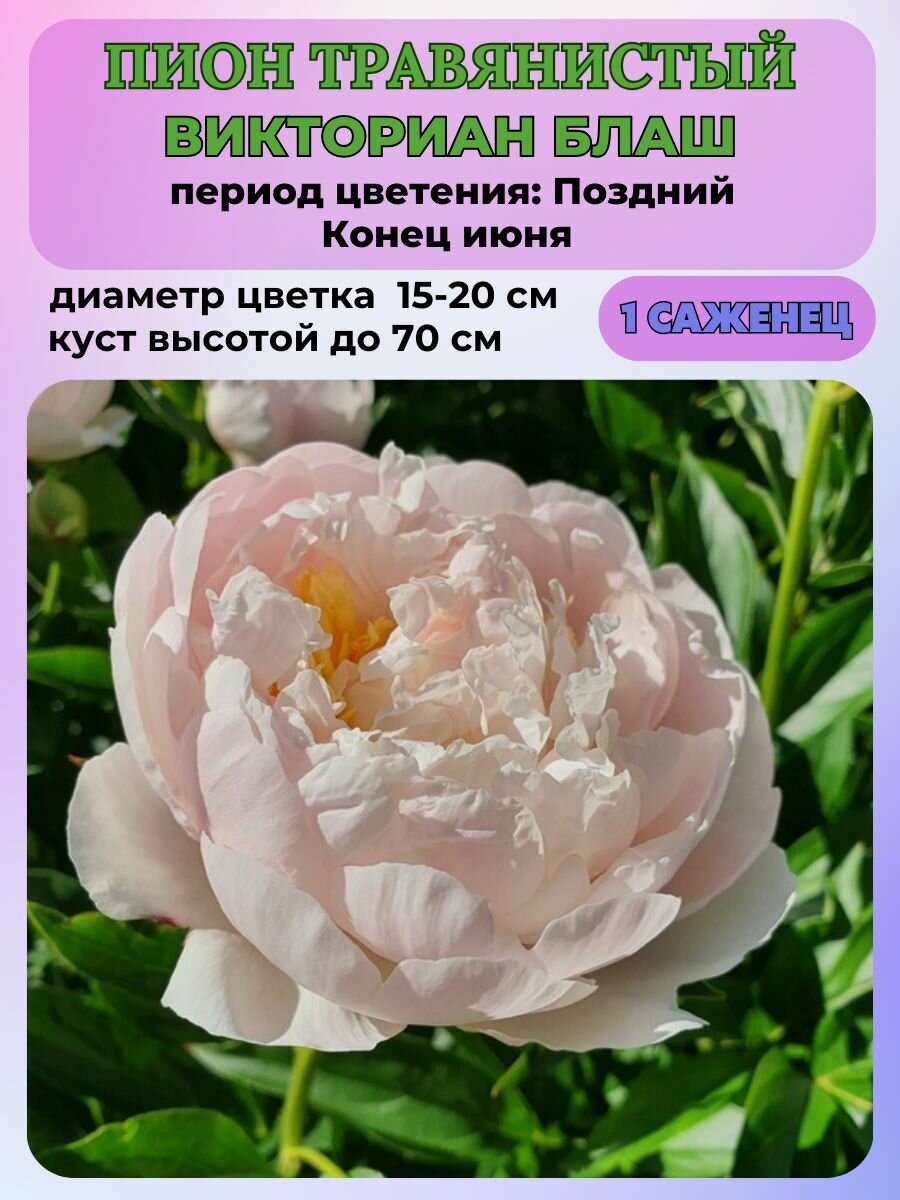 Пион травянистый Викториан Блаш, корневище 1 шт.