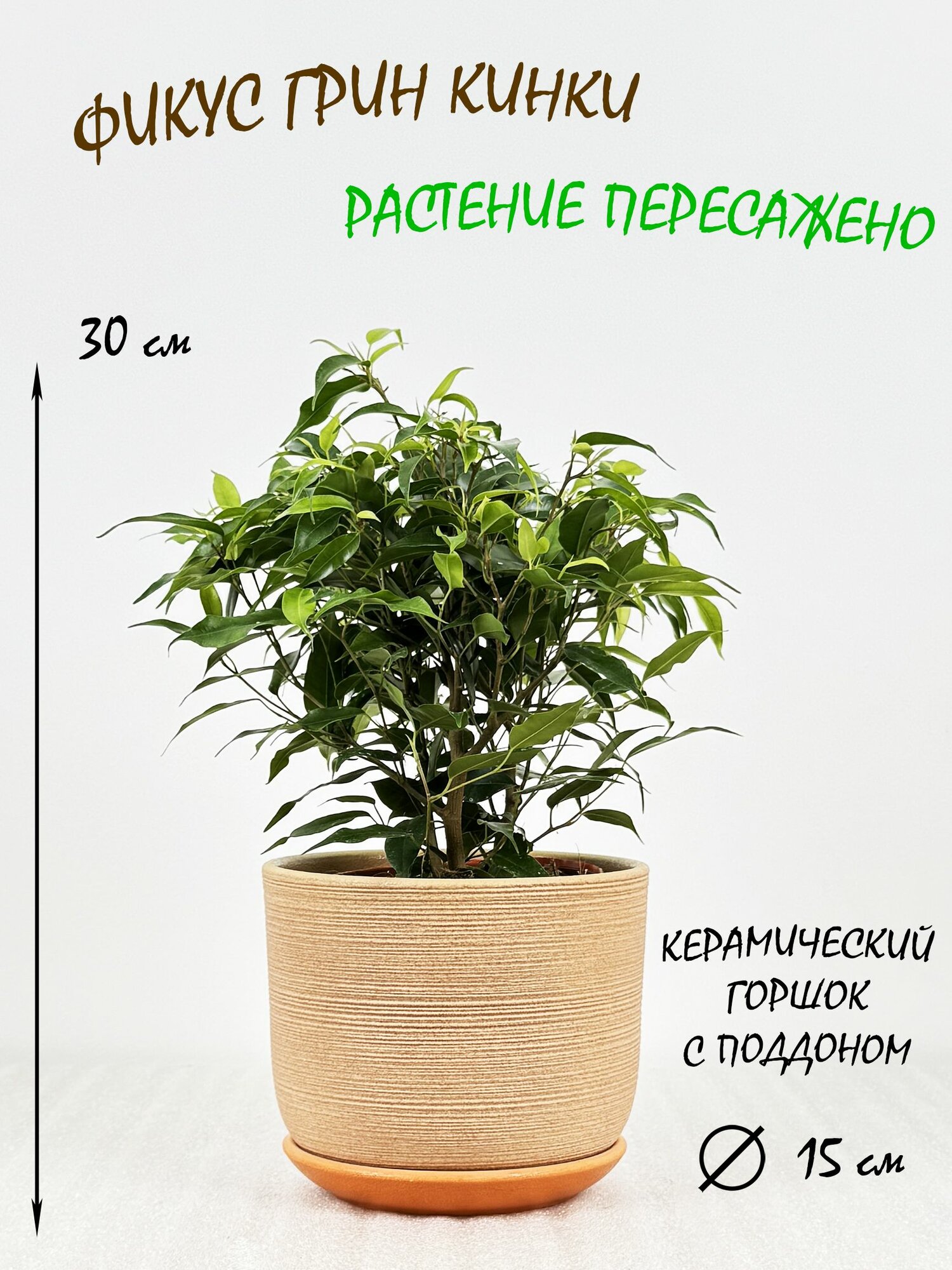 Фикус Бенджамина Грин Кинки в кремовом керамическом горшке с поддоном, высота 25-30см