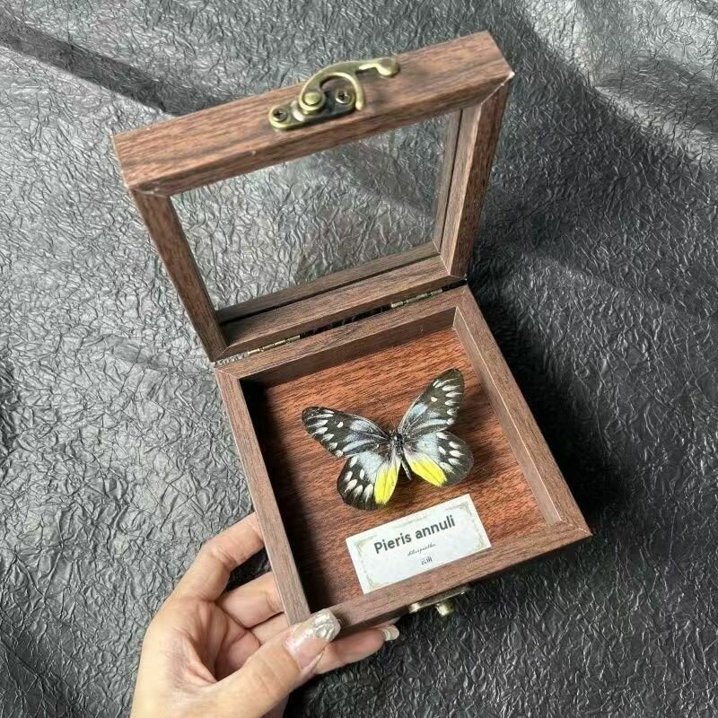 Настоящие экземпляры бабочек, образцы насекомых, трехмерная рамка