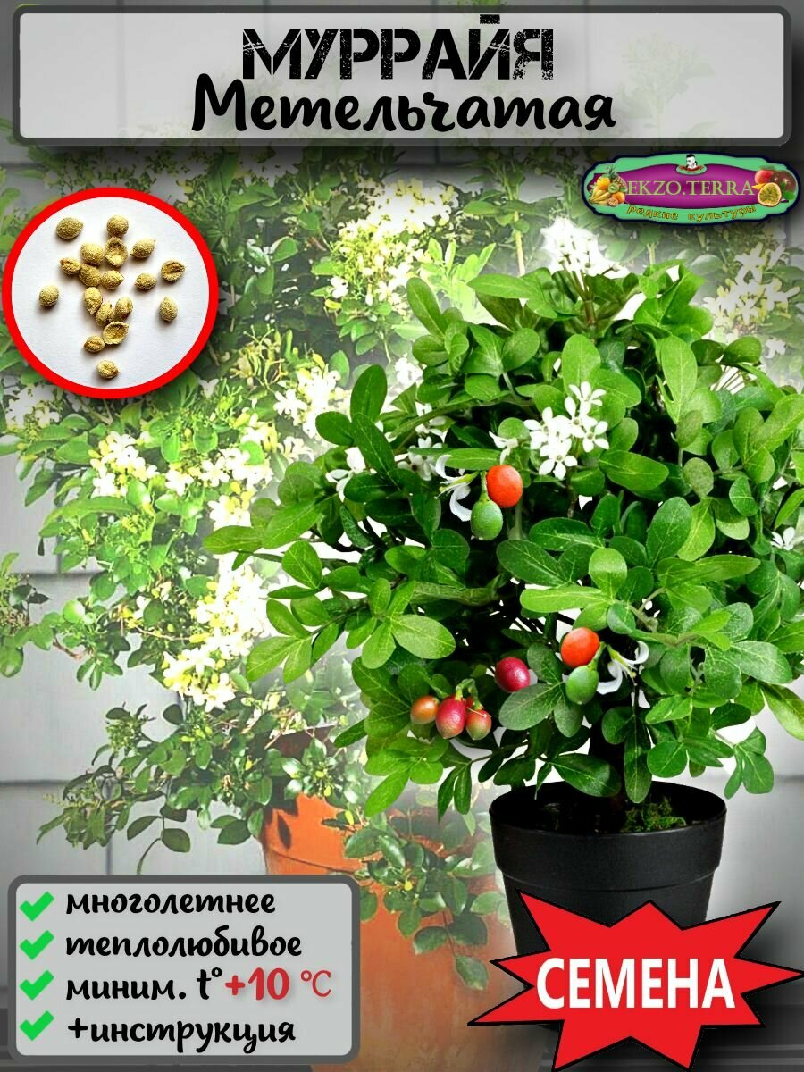 Семена Муррайя Метельчатая 3 шт.