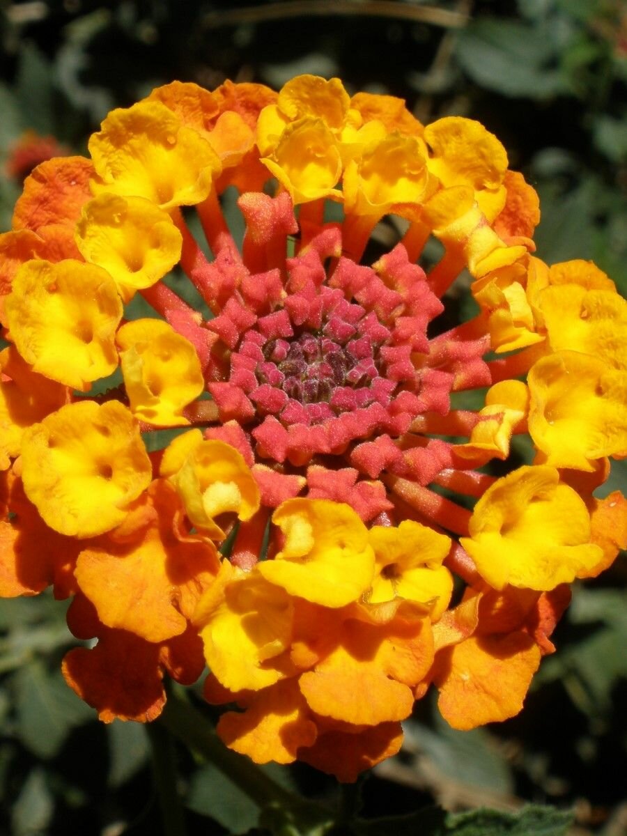Лантана сводчатая (Lantana camara), 10 штук