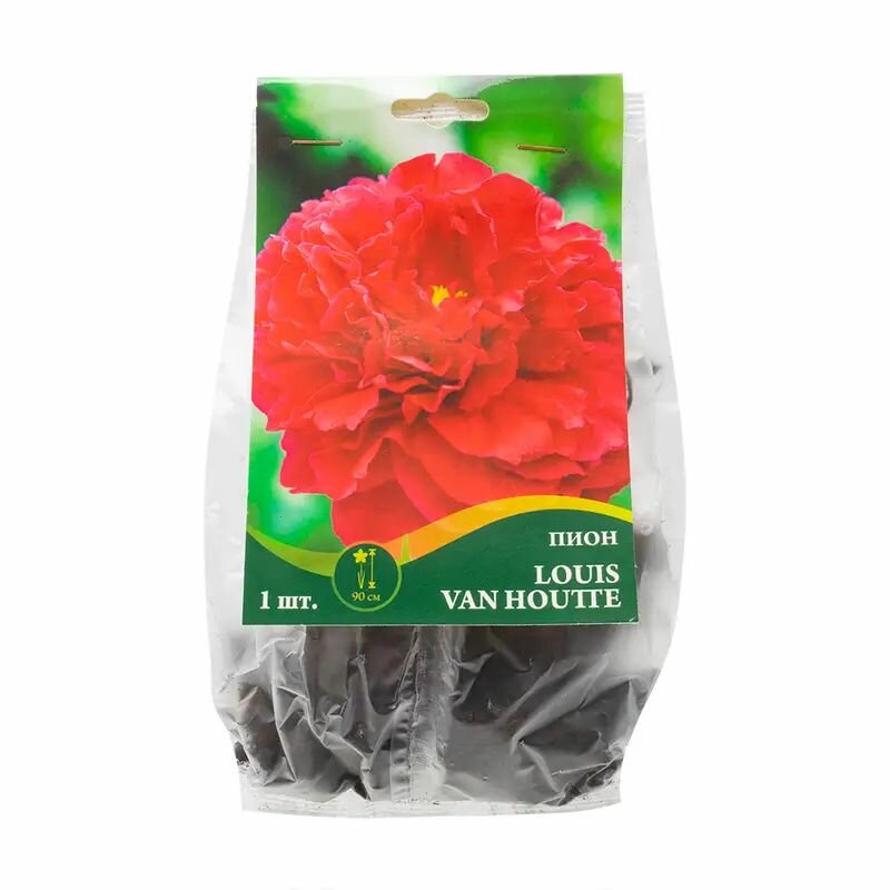 Корень пиона, 1шт, станет настоящим украшением вашего дачного участка, радуя вас пышными и ароматными цветами каждый год, создадут атмосферу романтики и умиротворения в вашем саду.