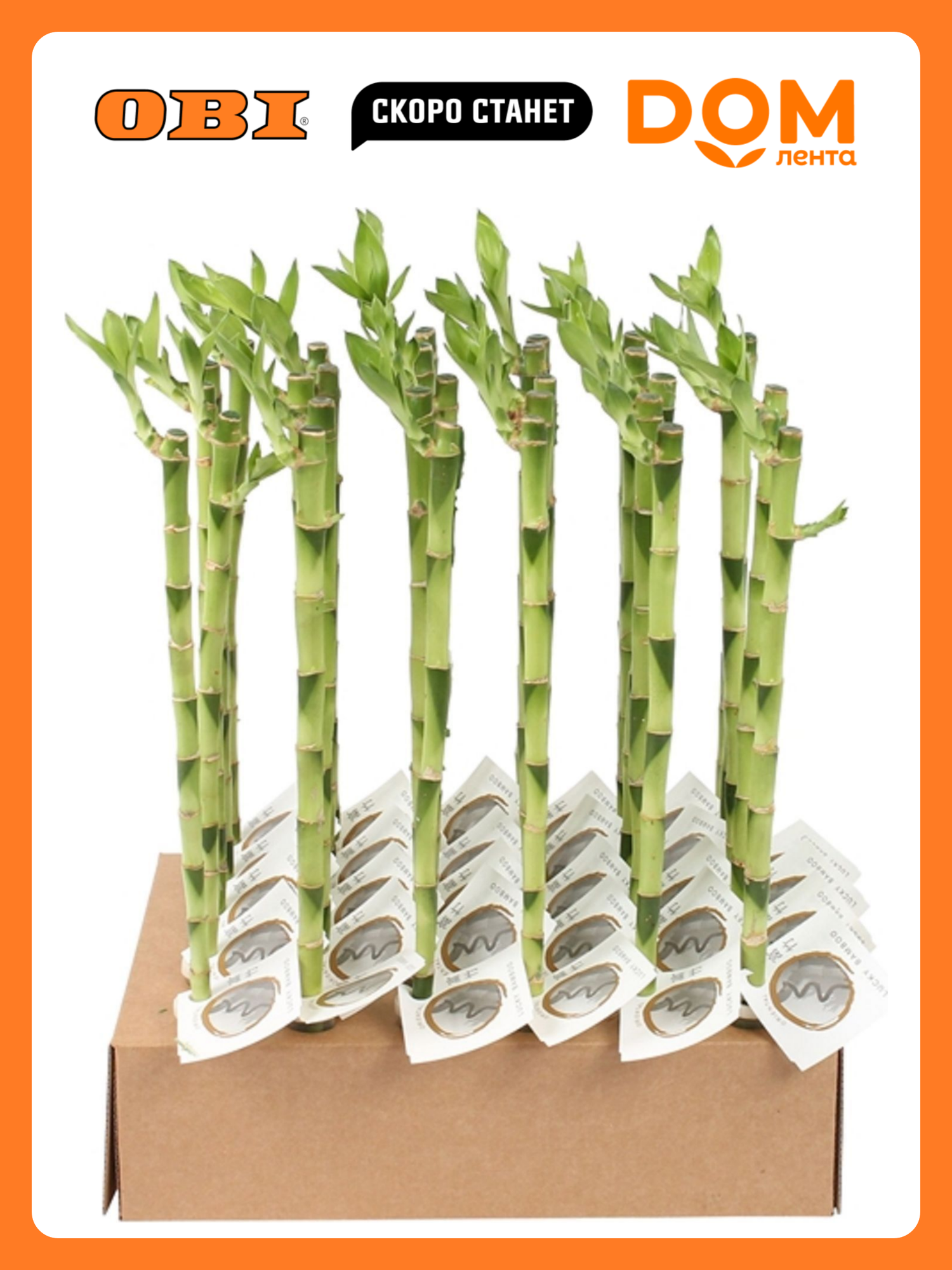 Растение бамбук лаки (прямой) D1 H40 см