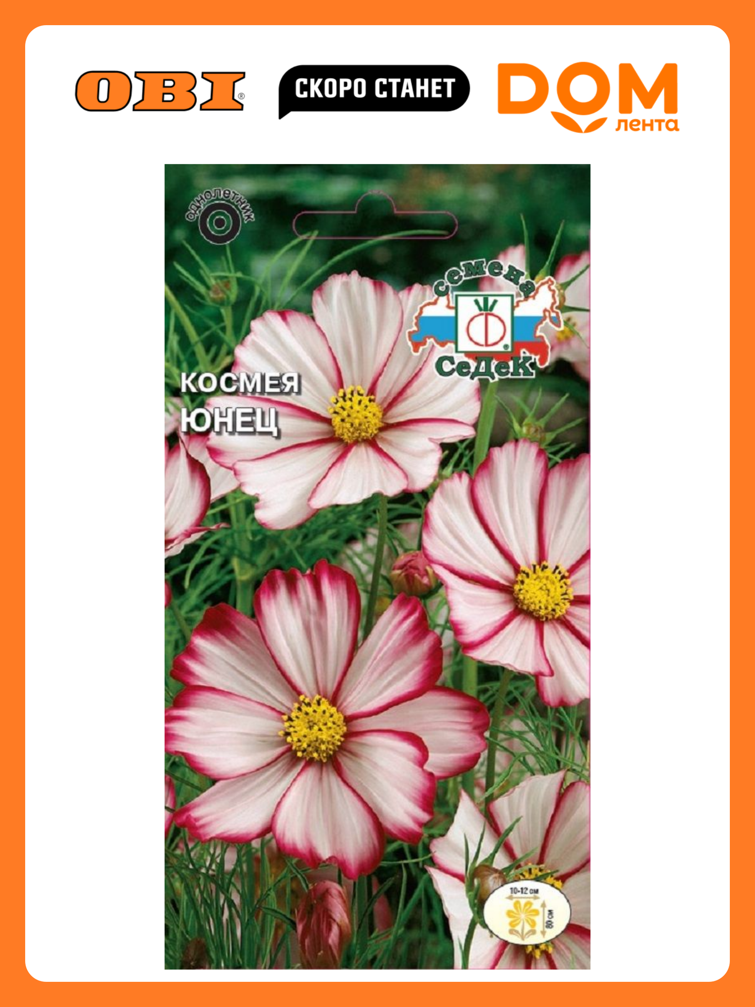 Семена космеи СеДек "Юнец", однолетние, высота 80см, перламутрово-белые соцветия с малиновым окаймлением