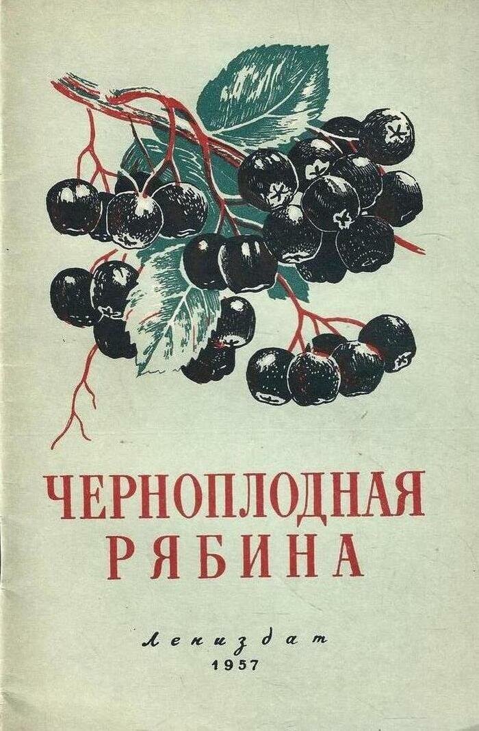 Черноплодная рябина
