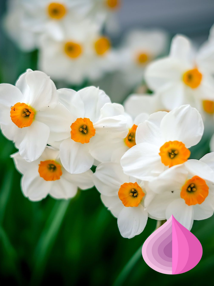 Луковицы цветов , bulbs servise, Нарцисс Гераниум ( 5 штук )