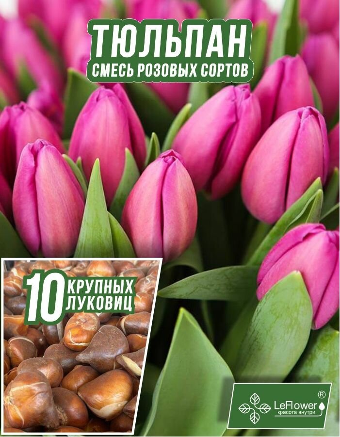 Тюльпан Луковица, Микс розовых сортов, 10шт крупные