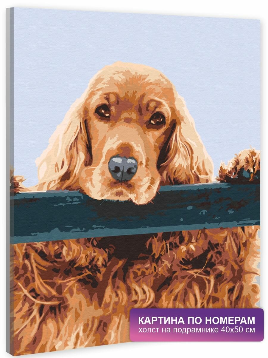 Картина по номерам на холсте с подрамником 40х50 см. Природа, животные, рыбы, птицы. Собаки, щенки. "Спаниель ", арт. 4444/