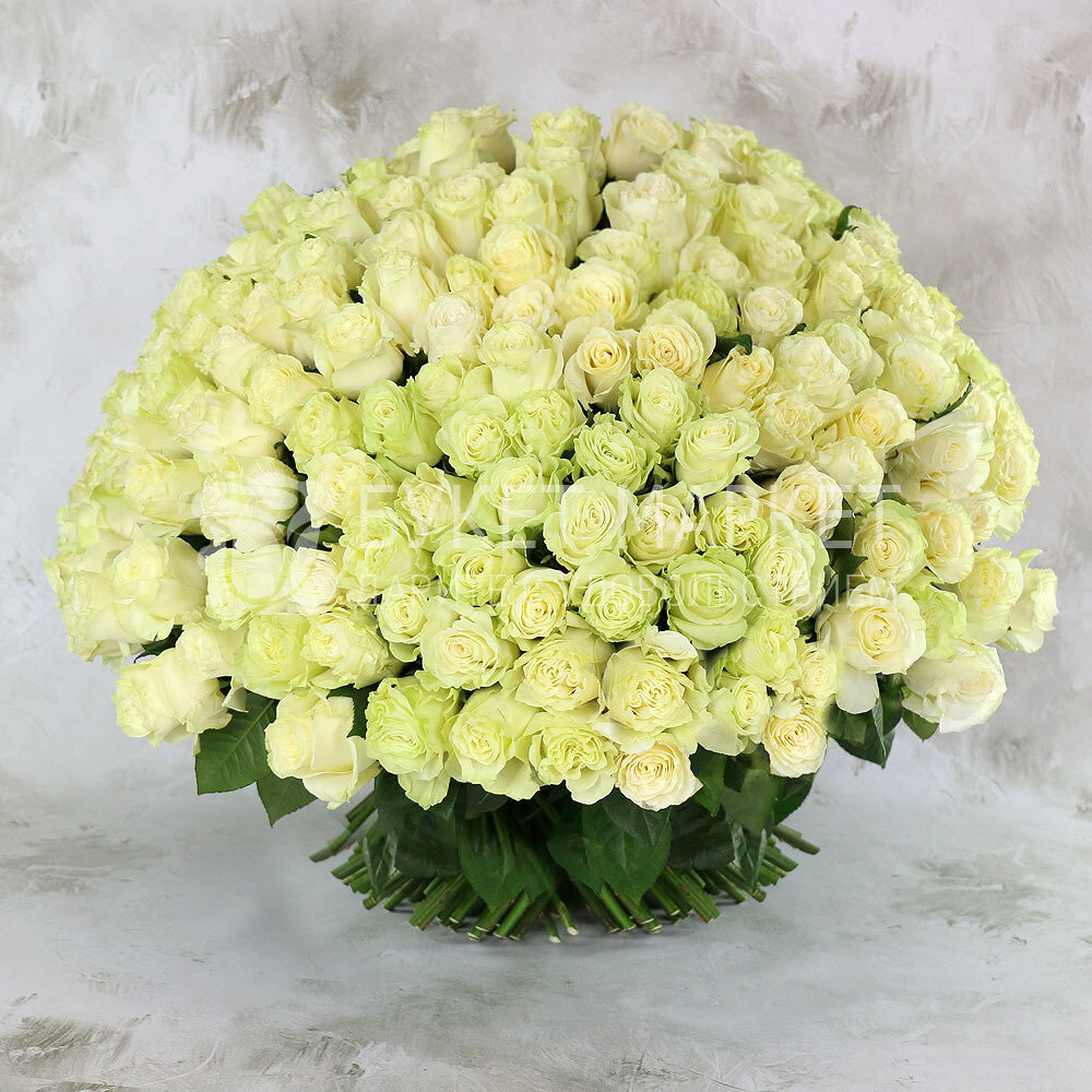 Букет живых цветов из 251 роза белая - аваланж 60см, под ленту