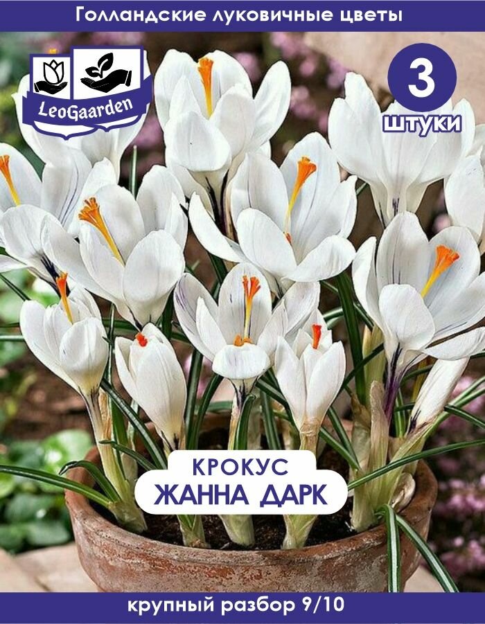 Луковицы цветов Крокус Жанна Дарк, 3 шт