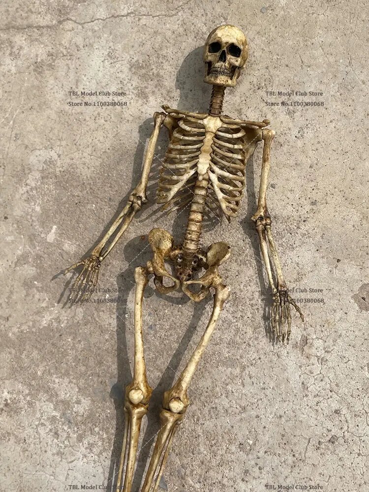 Скелет 1/6 для фигурки солдата, цвет: human skeleton