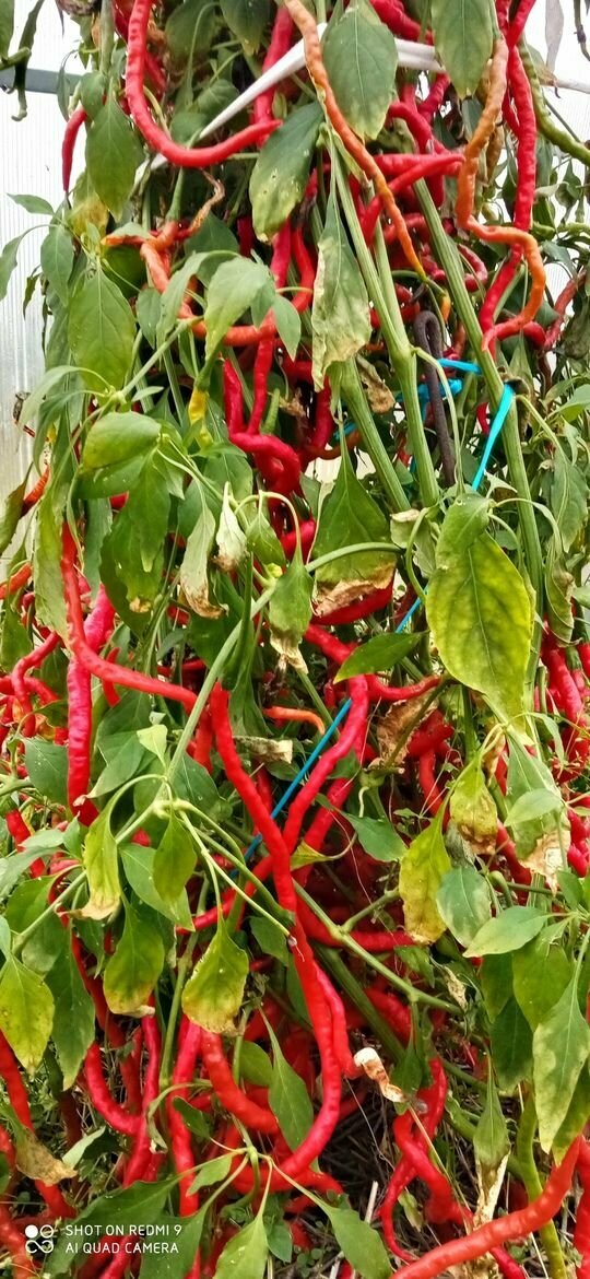 Семена Острого перца Thunder Mountain Longhorn 7шт+ бонус