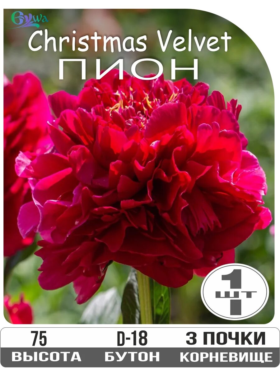 Пион Корневище, Кристмасс Велвет, 3 почки, многолетник, высота 75 см, красный