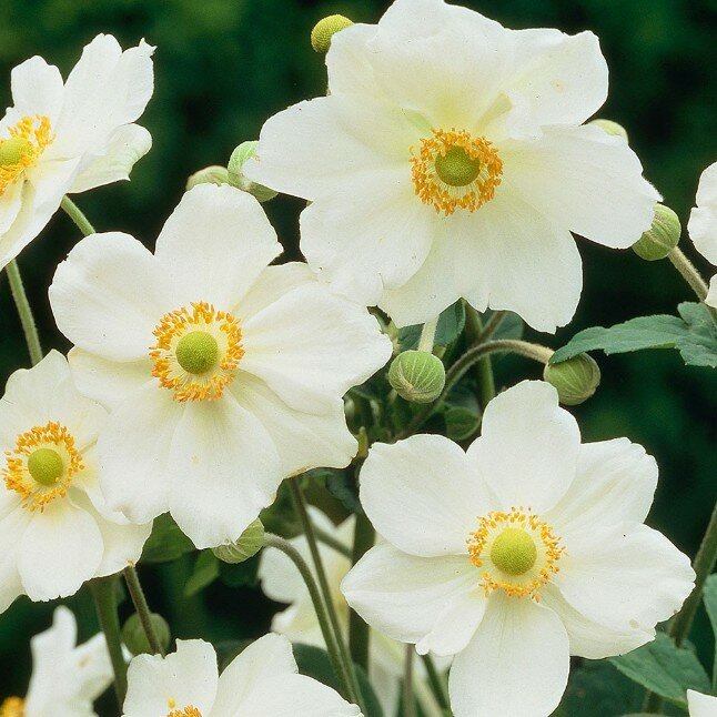 Анемона Андреа Аткинсон (1 корневище в горшке р9), Нидерланды