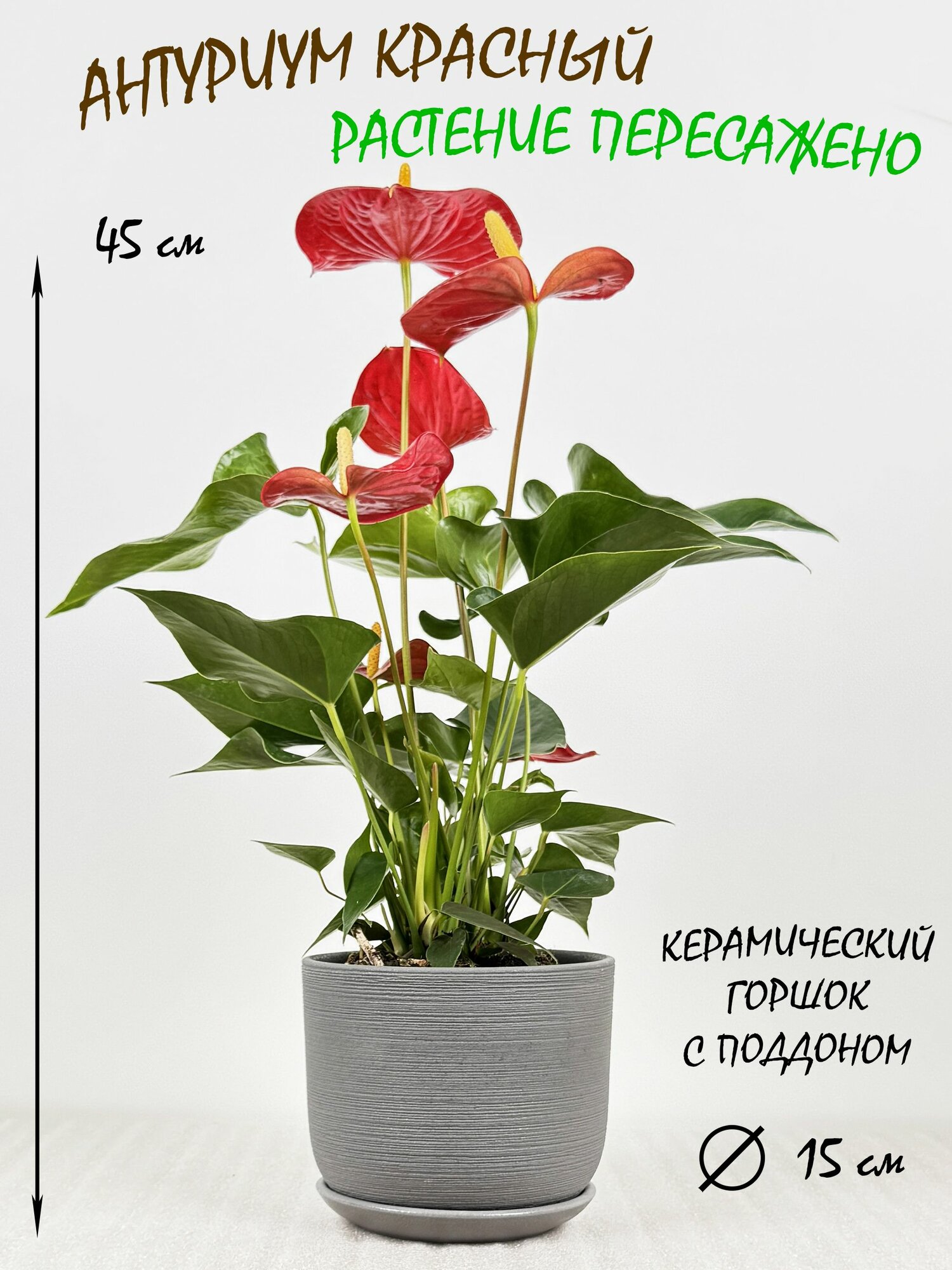 Антуриум красный в сером керамическом горшке с поддоном, высота 45-50см