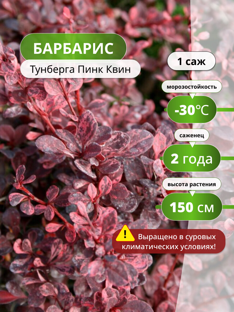 Барбарис "Пинк Квин", декоративный многолетник, морозостойкий, 1 шт