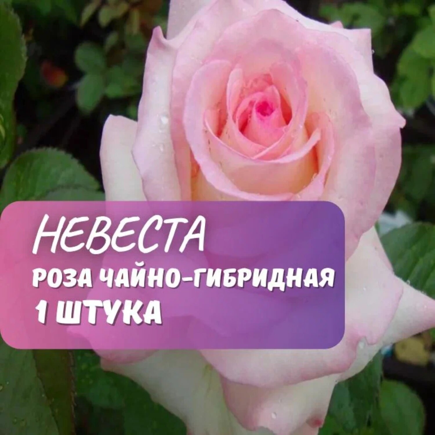 Роза чайно-гибридная "Невеста", 1 саж, многолетняя, высота 50см, белая