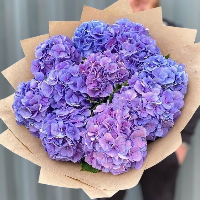 Букет из фиолетовых гортензий 11 шт, красивый букет цветов, шикарный, премиум цветы, премиум букет