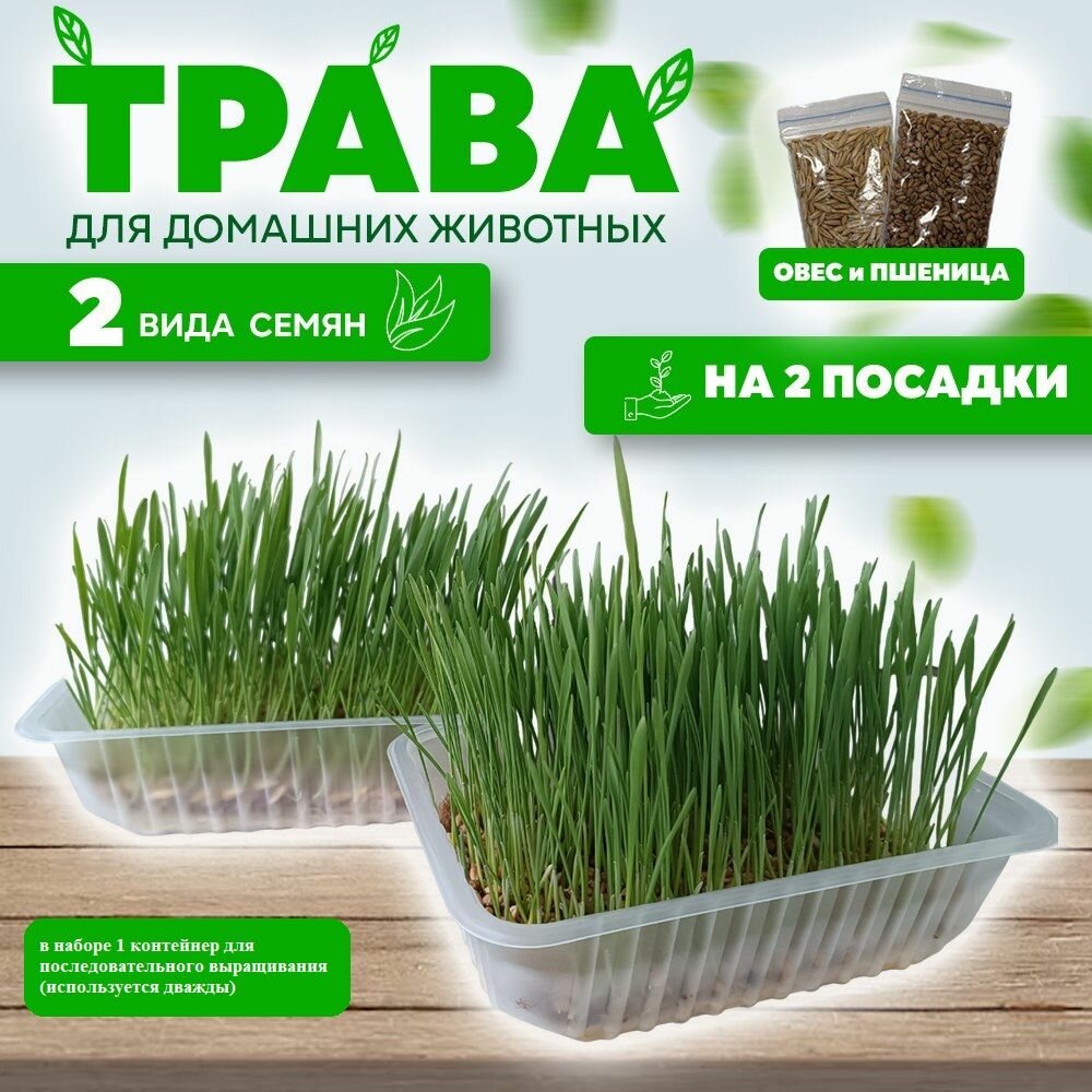 Трава для кошек "Мяу - трава" / набор для выращивания лакомства