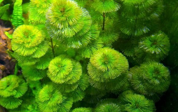 Живое корневое аквариумное растение Кабомба Каролинская один отросток