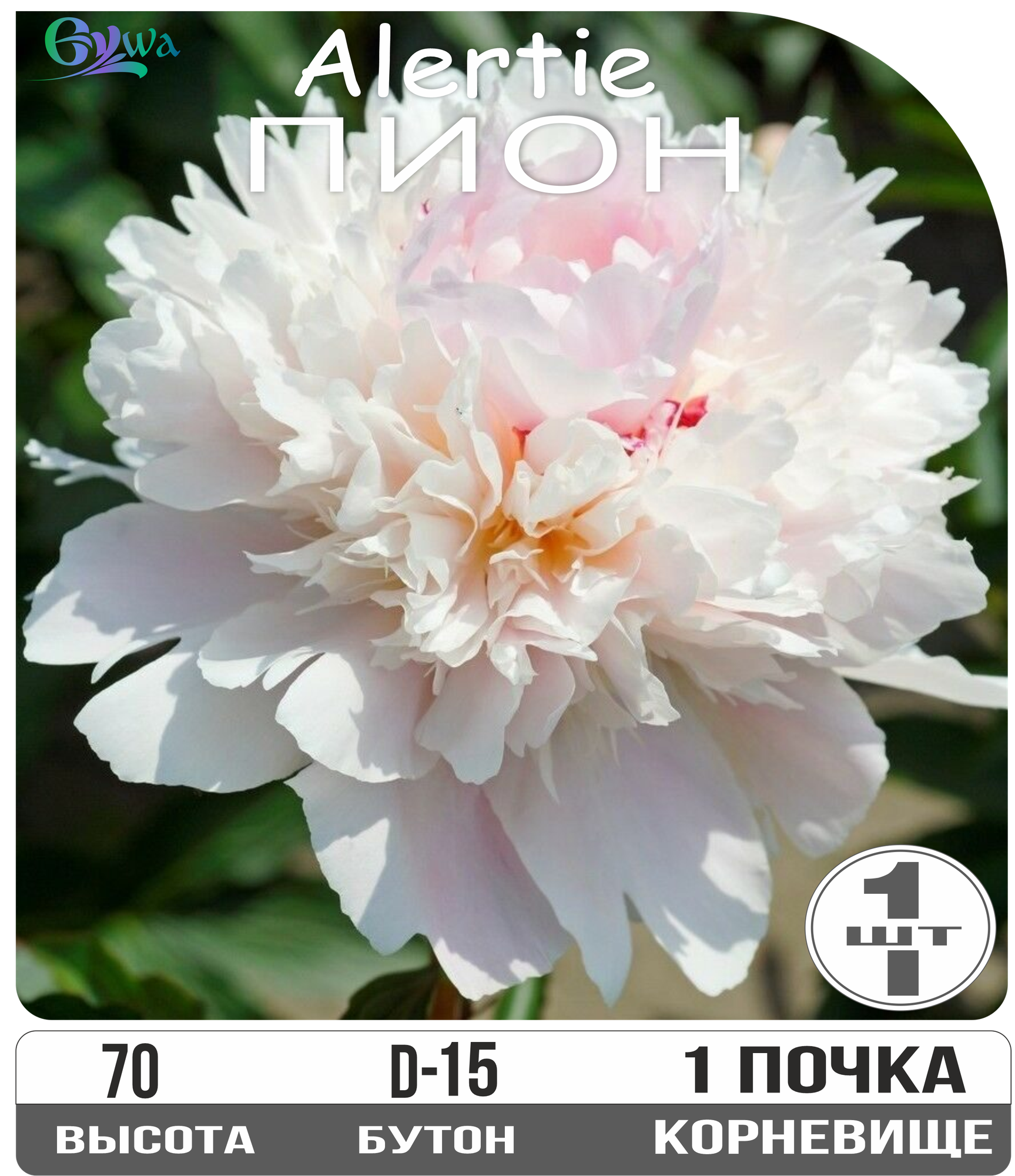 Пион Корневище Алерти, 3 почки, морозостойкий, высота 70 см, розовый, EYWA