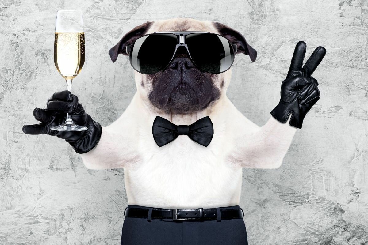 Фотообои флизелиновые с виниловым покрытием И 919 Собака с фужером в темных очках 300х200см