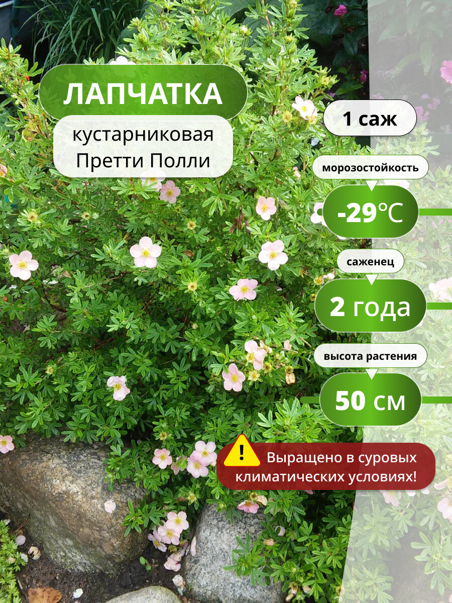 Лапчатка кустарниковая Претти Полли (Pretty Polly) / лапчатки