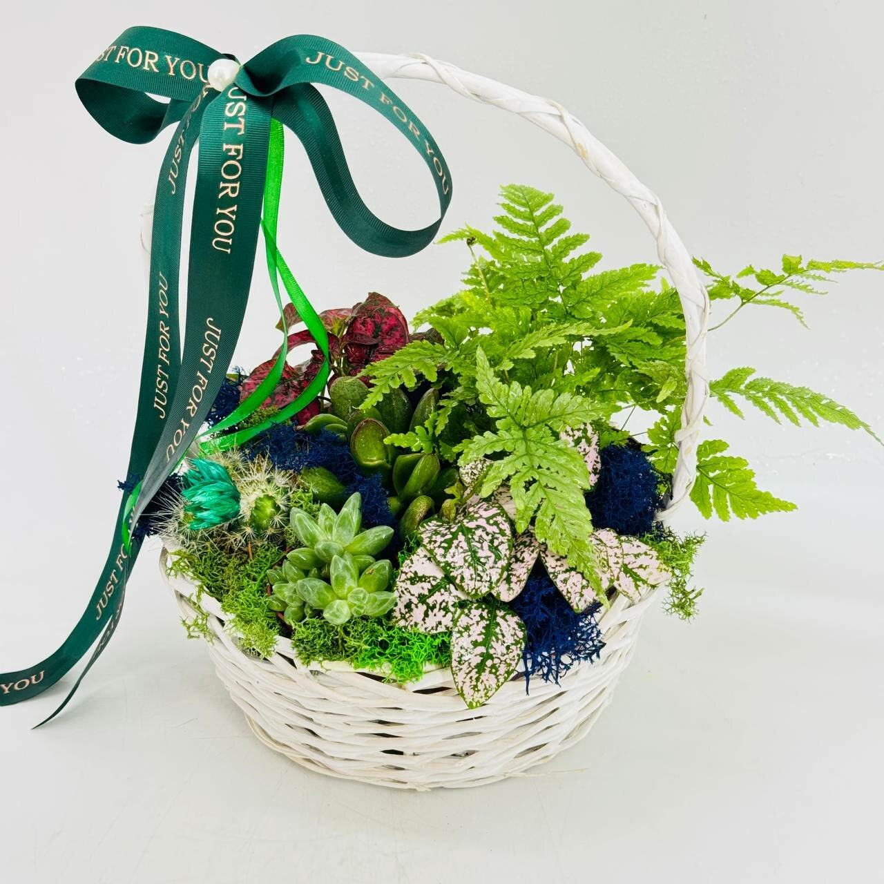 Композиция комнатных растений мини сад в корзине. Папоротник, фиттония, суккулент, кактус