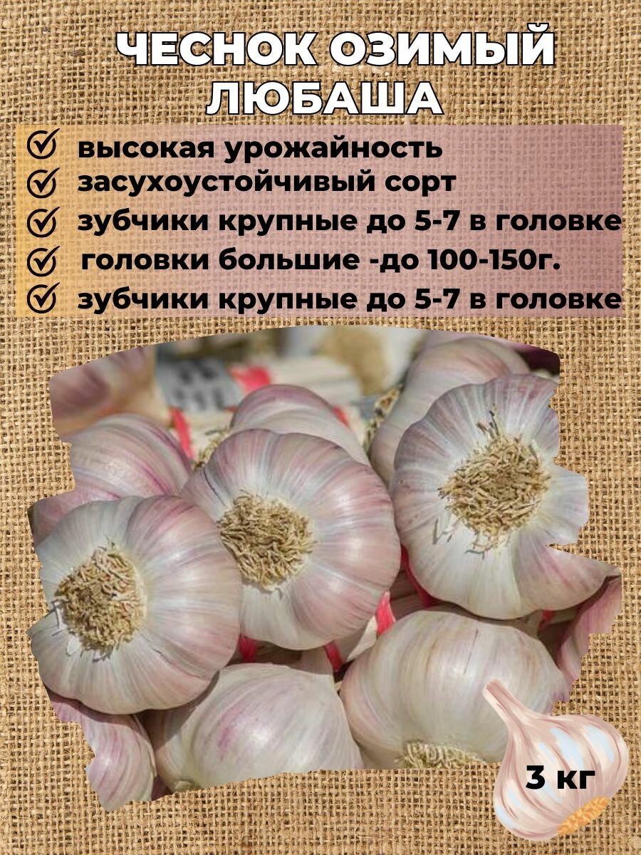 Чеснок озимый на посадку, 3 кг.