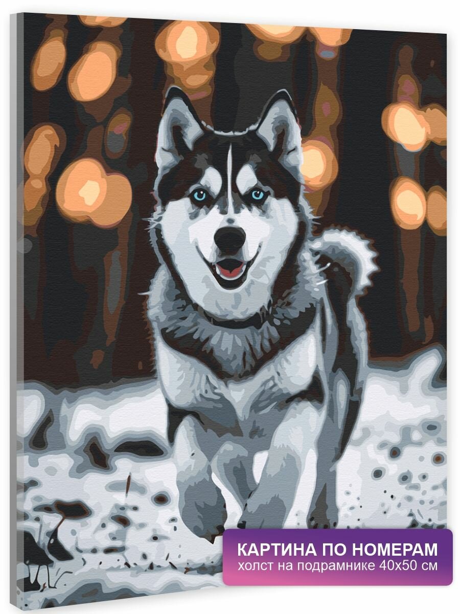 Картина по номерам на холсте с подрамником 40х50 см. Природа, животные, рыбы, птицы. Собаки, щенки. "Хаски", арт. 4975/