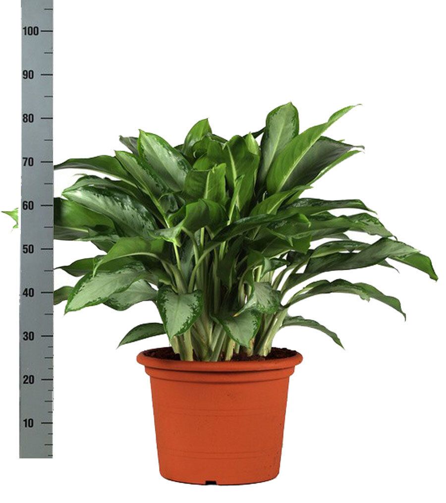 Аглаонема Блэк Лэнс D15 H85