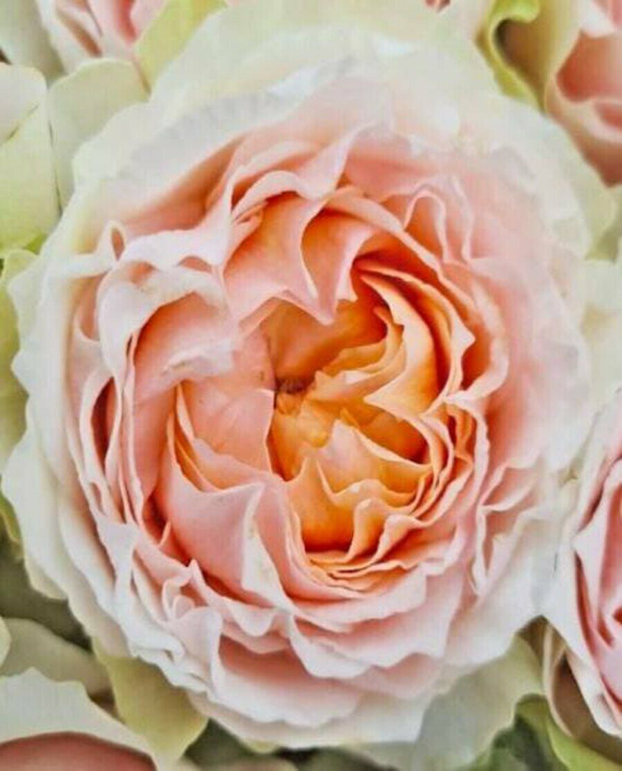 Роза чайно-гибридная Викториан Брайд (Victorian Bride) / 2 шт