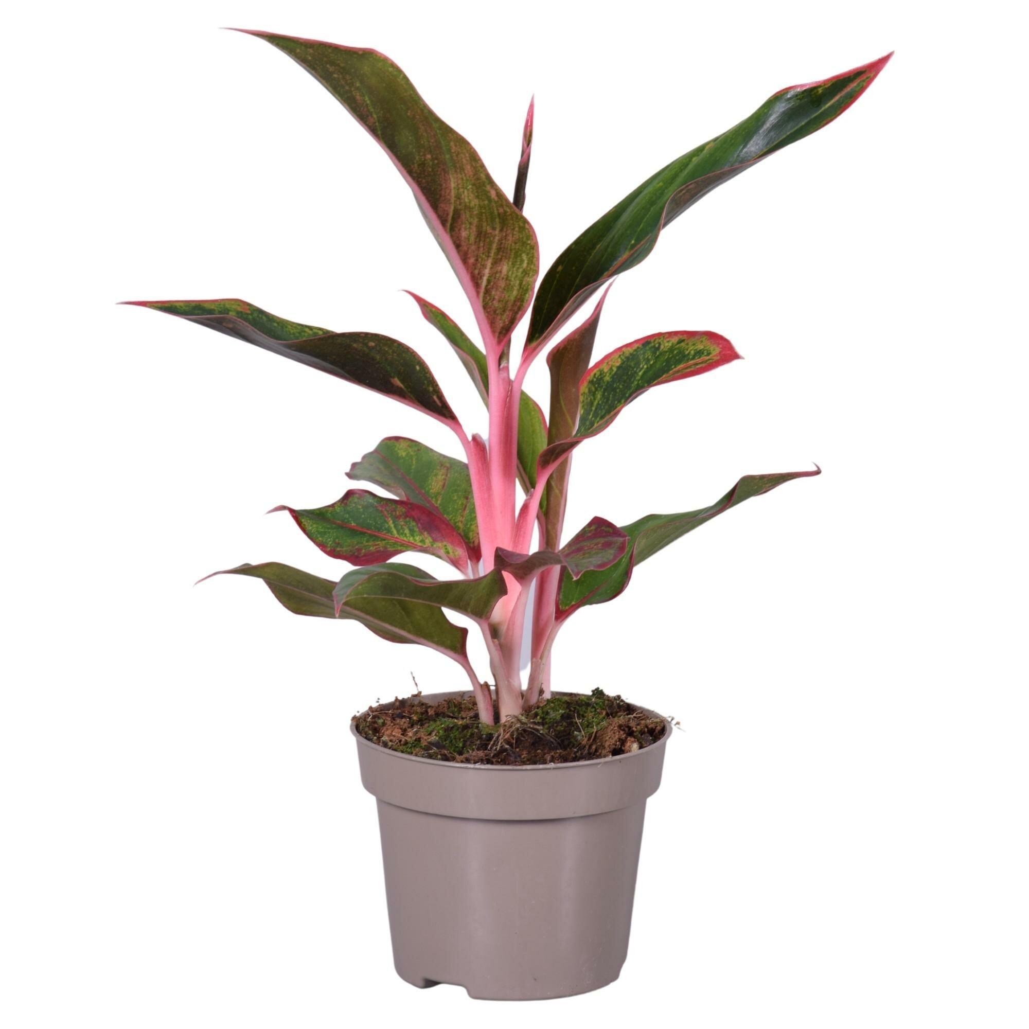 Аглаонема Лайт пинк стар - Aglaonema Light Pink Star D12 H35