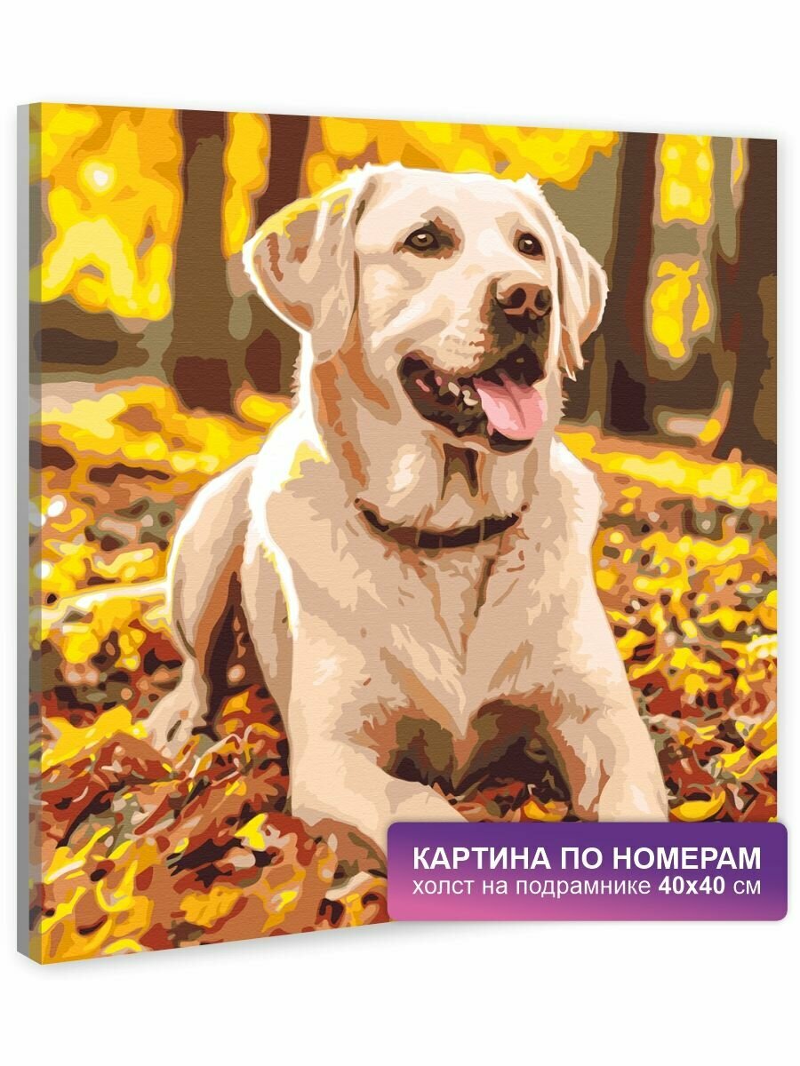 Картина по номерам на холсте с подрамником 40х40 см. Природа, животные, рыбы, птицы. Собаки, щенки. "Лабрадор", арт. 7042/
