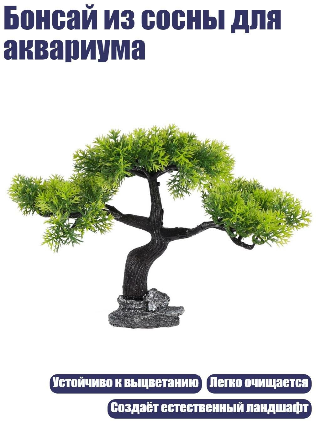 Бонсай из сосны для аквариума, сосна туя зеленая