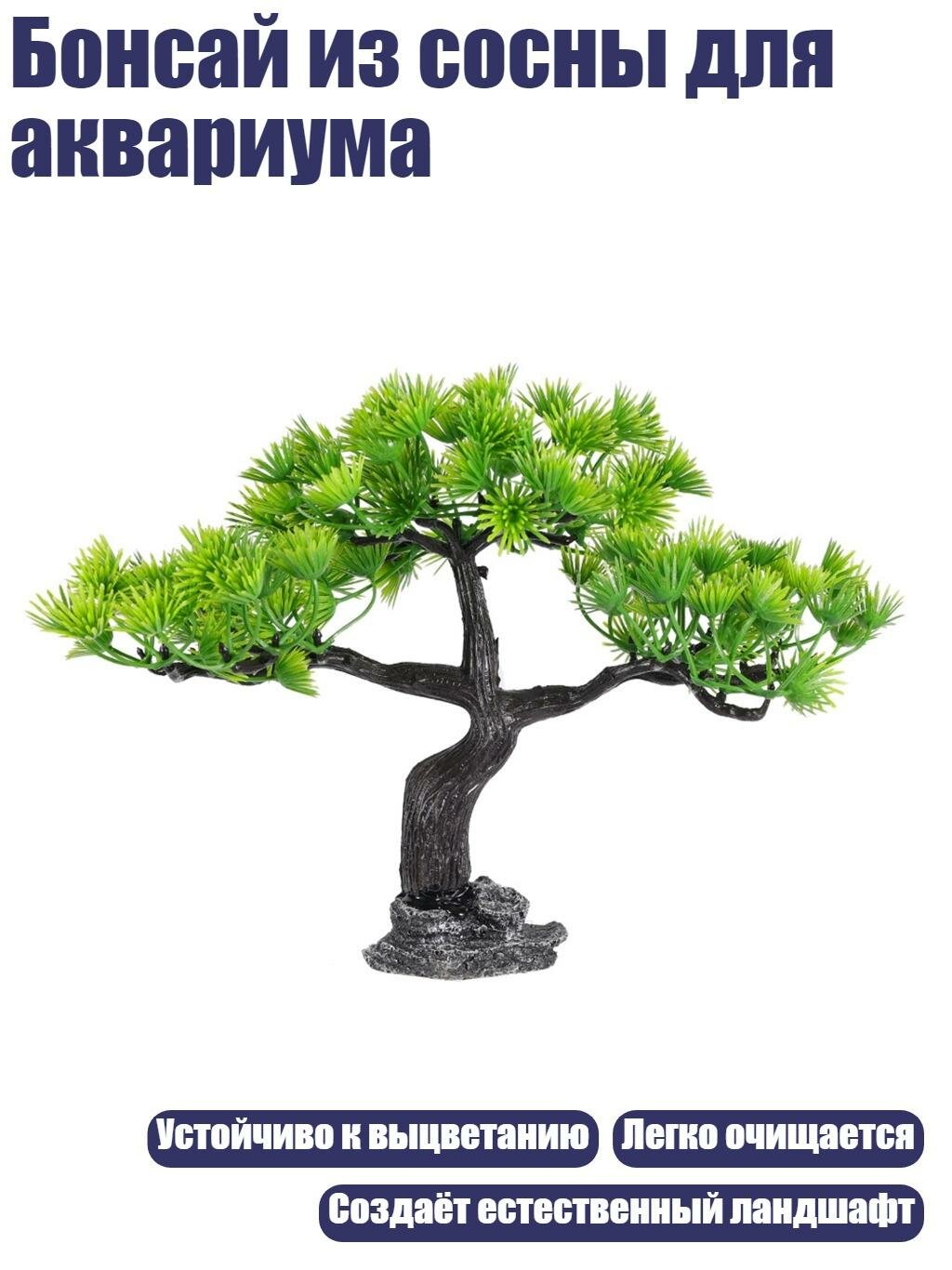Бонсай из сосны для аквариума, Трехглавая сосна гр