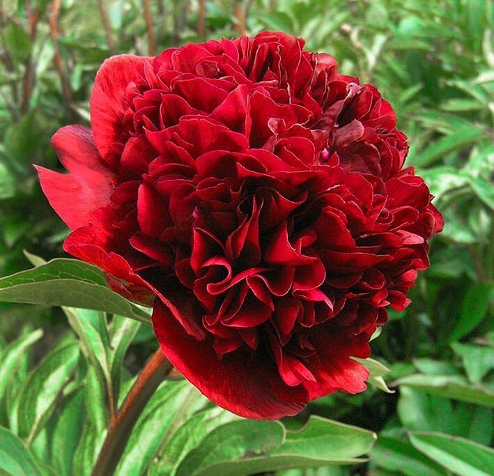 Пион Red Grace 1 шт.