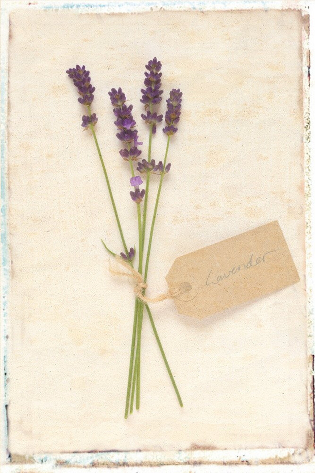 Плакат, постер Лаванда. Винтажный постер на бумаге, размер 21х30см