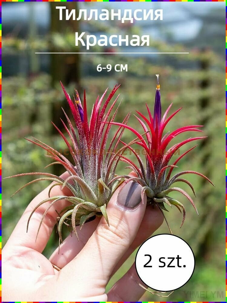 Искусственная суккулентная композиция
