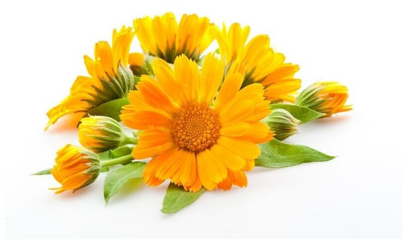 Календула (ноготки), лепестки, пакет, беловодье, 25 г