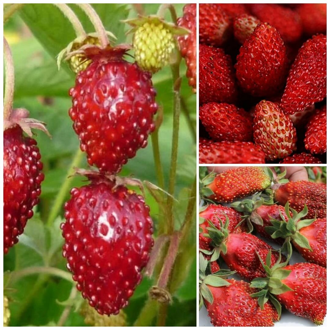 Комплект саженцев земляники Солнечный зайчик 3 шт