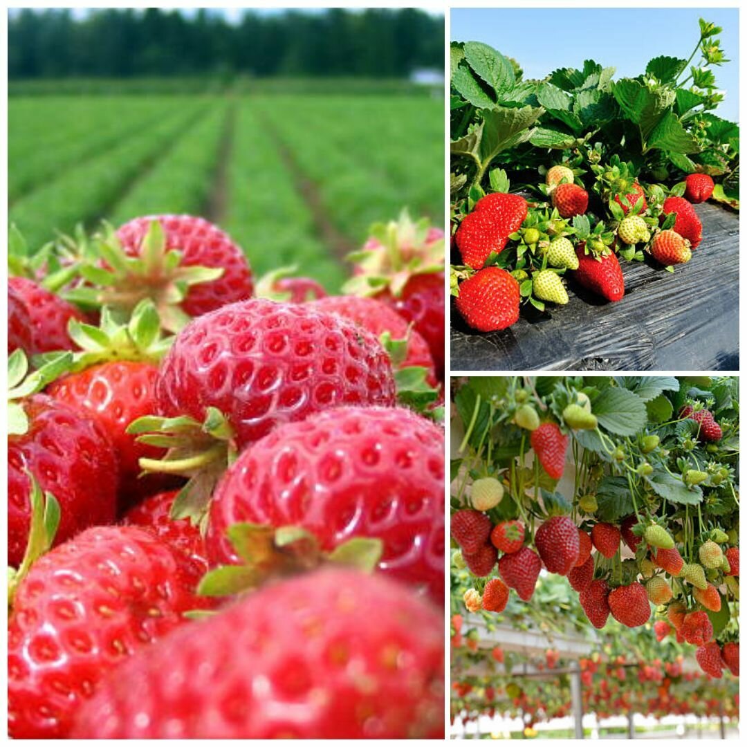 Комплект саженцев земляники Освоение пространств 3 шт