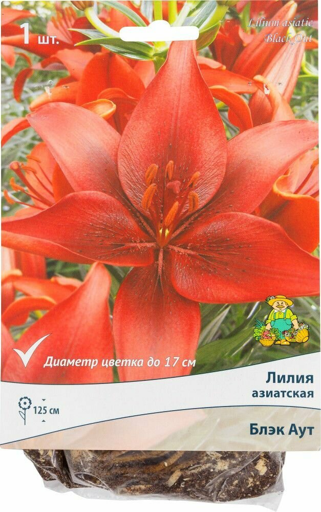 Лилии азиатские Блэк Аут , размер луковицы 14/16, 1 шт.
