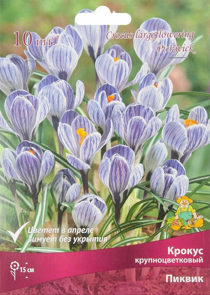 Крокус крупноцветковый Пиквик луковица 8/9, 10 шт.