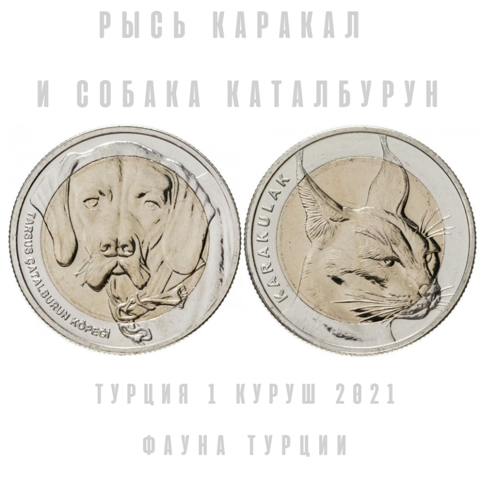 Турция 2х1 куруш 2021 г Каракал и собака Каталбурун