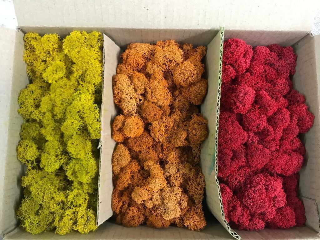 Набор стабилизированного мха 300 гр №6 (желтый, оранжевый, красный)/мох для декора, дизайна, озеленения/лесной, природный мох для хобби и творчества