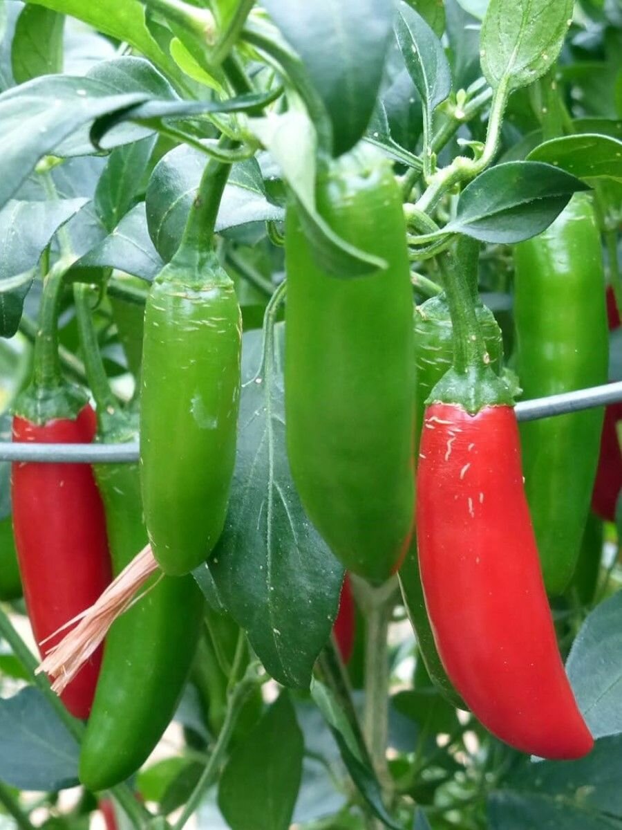 Семена Острый перец Serrano red, 5 штук