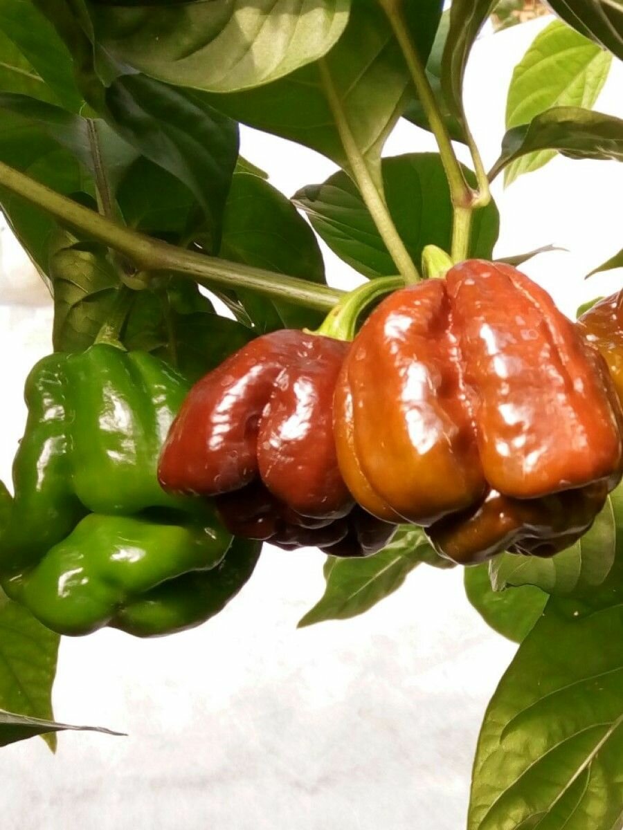 Семена Острый перец 7 pot Burgundy, 5 штук